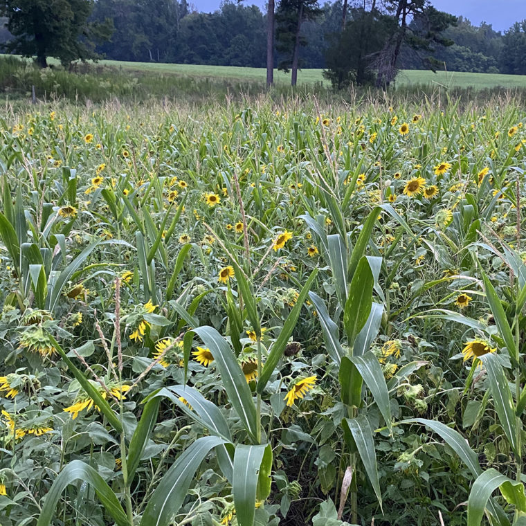 3 Factors in Smart Food Plot Seed Mixtures