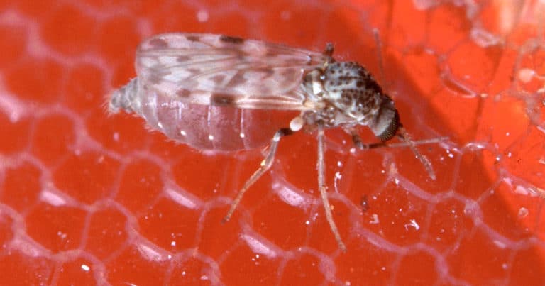 These Warning Signs Could Predict EHD Outbreaks in Deer