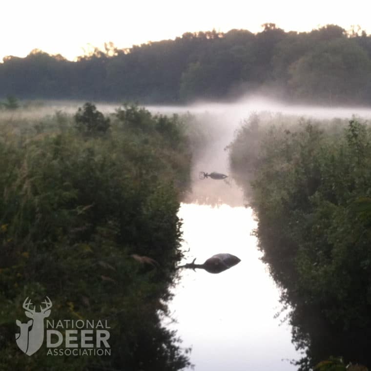 These Warning Signs Could Predict EHD Outbreaks in Deer