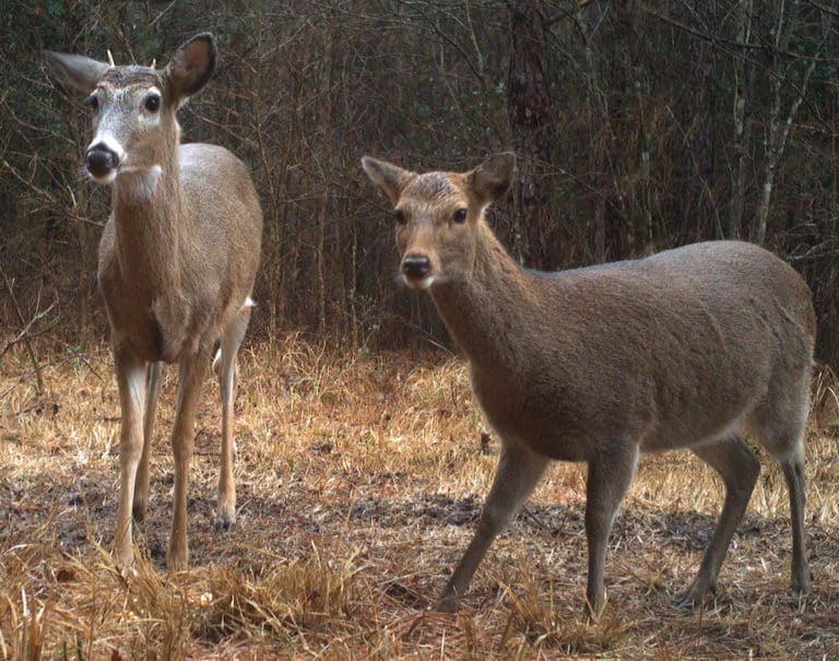 Are Exotic Sika Deer Replacing Maryland's Whitetails?