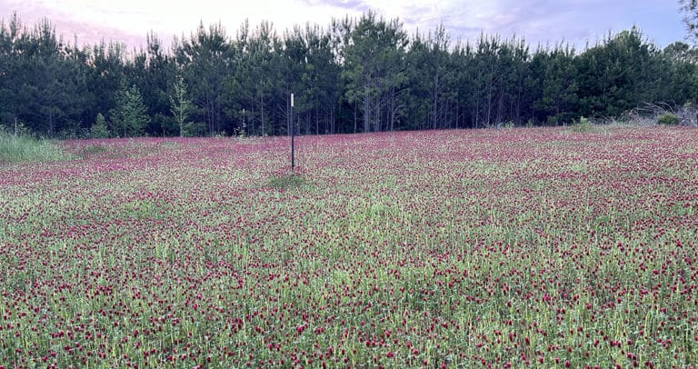 A Beginner’s Guide to Deer Food Plots