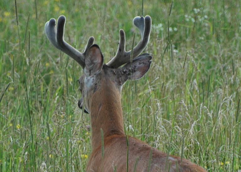 12 Signs Deer Hunters Should Harvest More Does