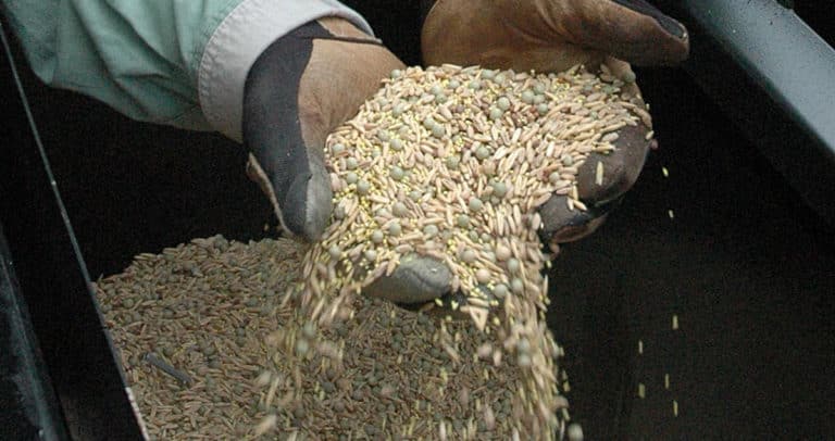 A Beginner’s Guide to Deer Food Plots – National Deer Association