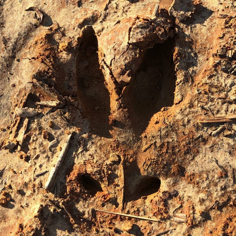 Can You Tell Bucks From Does by Their Tracks?