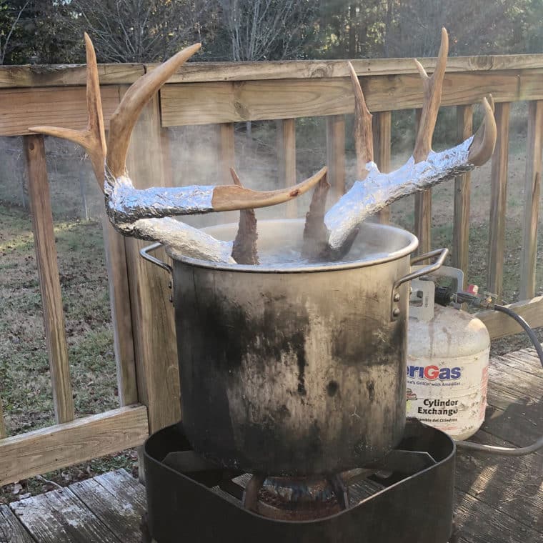 How to Clean a Deer Skull for a European Mount