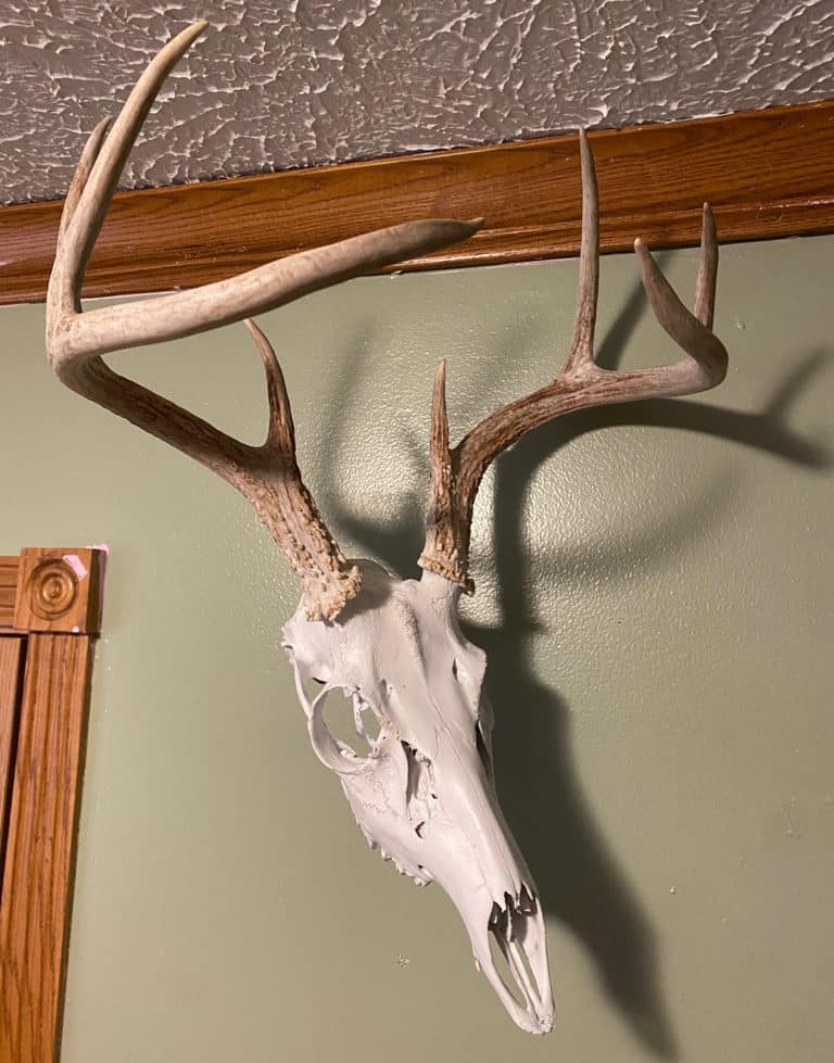 How to Clean a Deer Skull for a European Mount