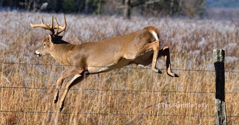 6 Facts You Need to Know About Buck Home Ranges, and 1 You Don't