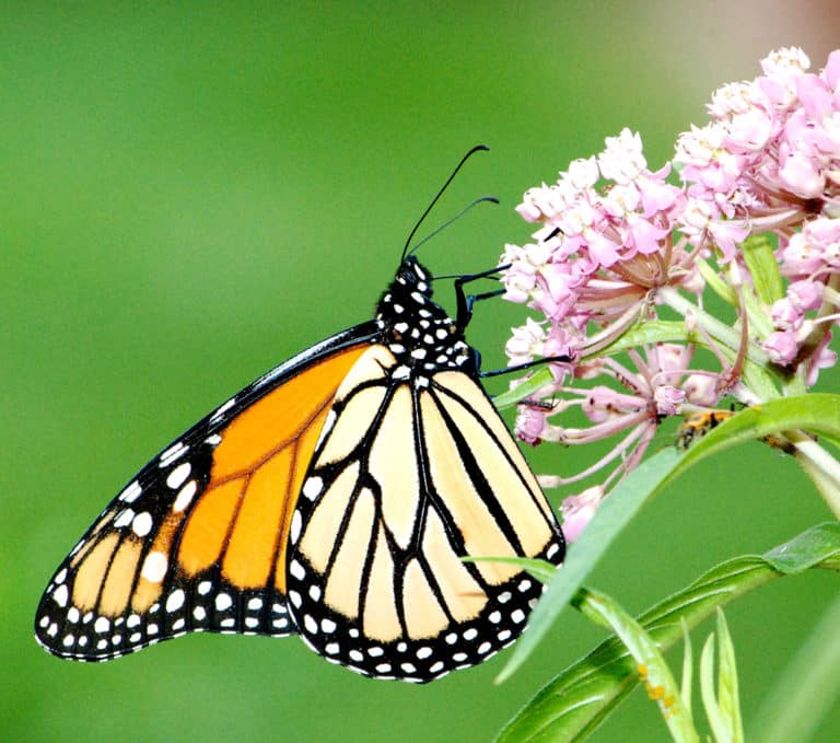 Deer Are King, But Deer Habitat is Great for Another Monarch