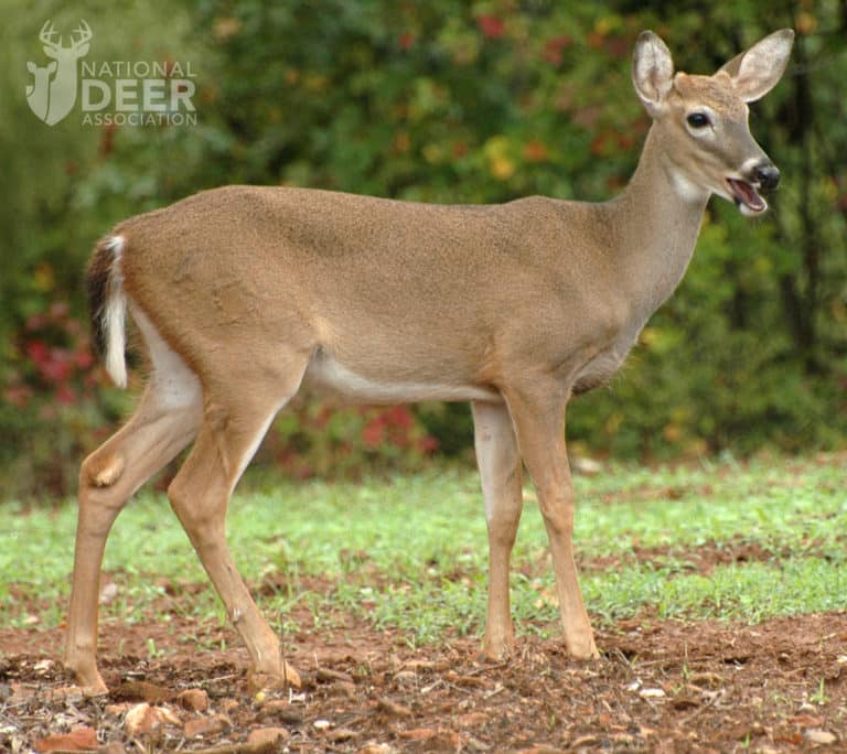 Weak Excuses and Legitimate Concerns of Late-Season Doe Harvest