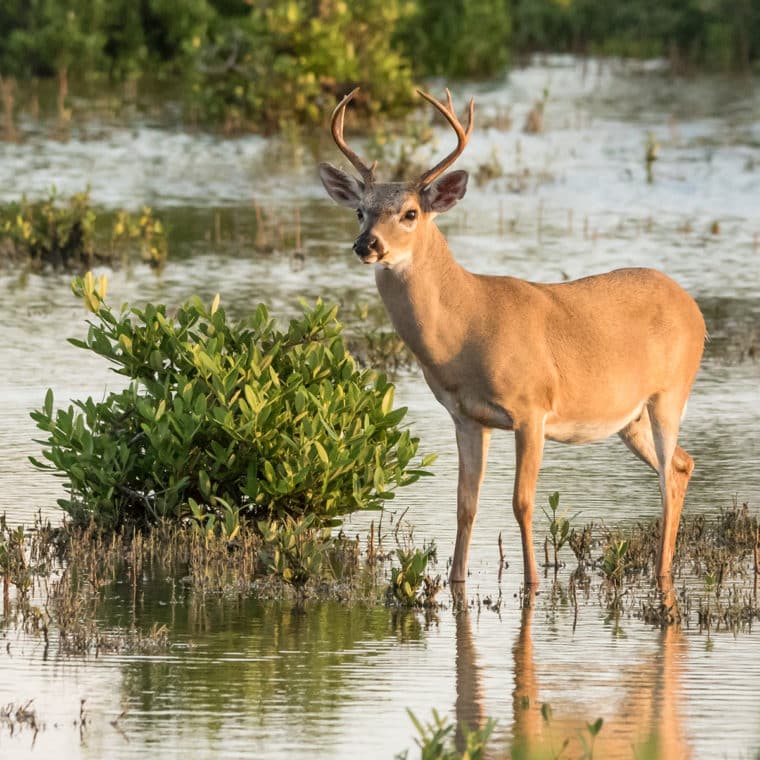 Meet the Smallest Deer in North America, Florida’s Key Deer