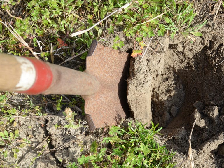 How to Take a Food Plot Soil Sample