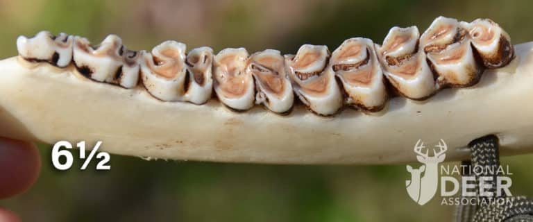 A Photo Gallery of Jawbones From Extremely Old Deer