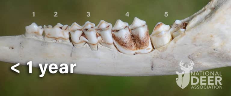 A Photo Gallery of Jawbones From Extremely Old Deer