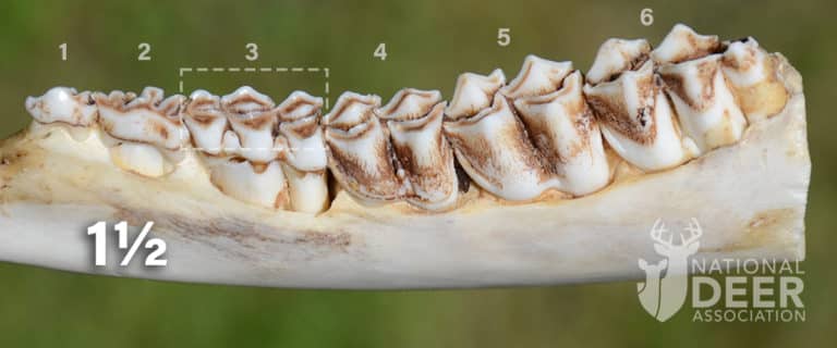 A Photo Gallery of Jawbones From Extremely Old Deer