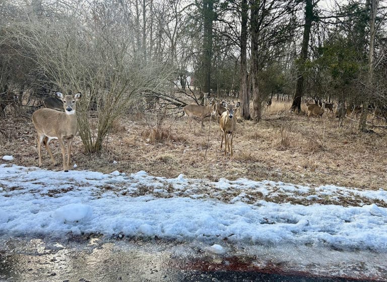 Top 3 Factors Influencing Deer-Vehicle Collisions