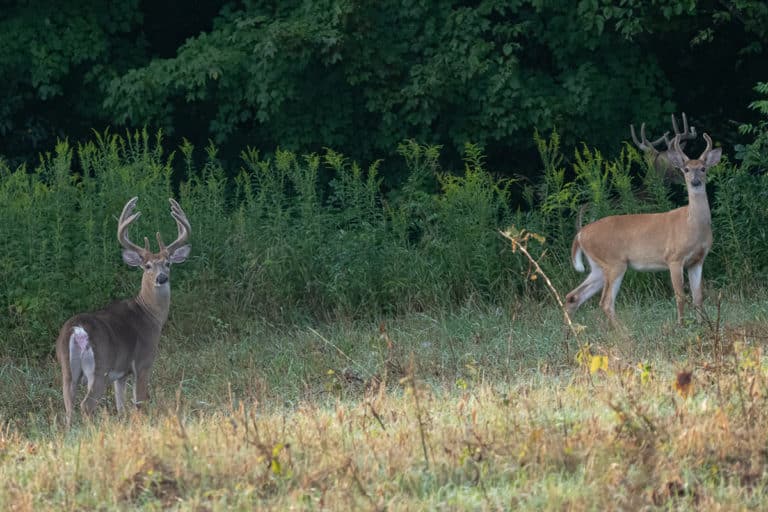 5 Ways Farmers Can Stop Deer Crop Damage
