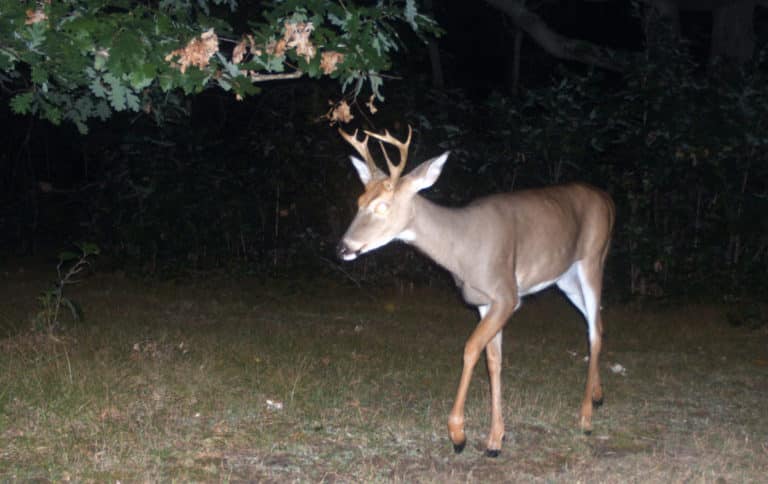 The Most Important Building Blocks of Big Whitetail Bucks