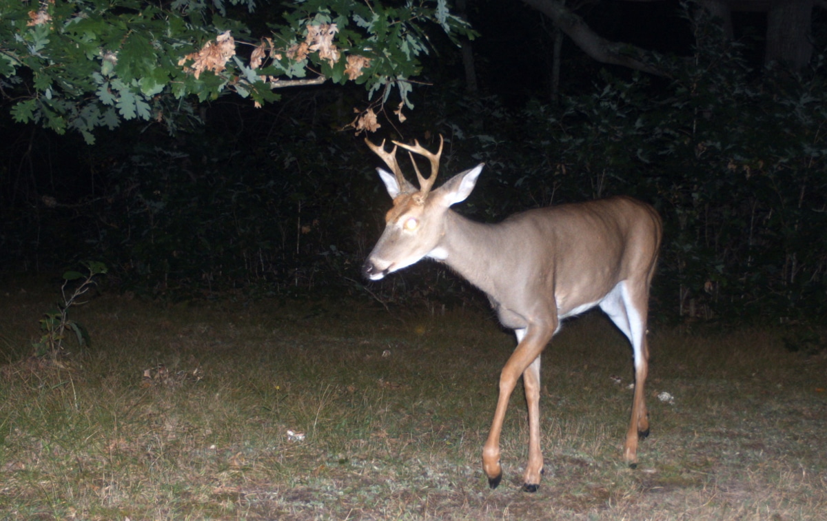 The Most Important Building Blocks of Big Whitetail Bucks