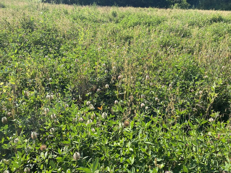 5 Clovers That Help Fall Food Plots Feed Deer in Spring and Summer, Too
