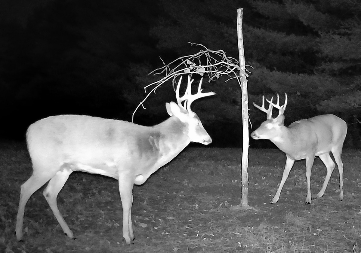 How to Build a Buck Rub Post | National Deer Association