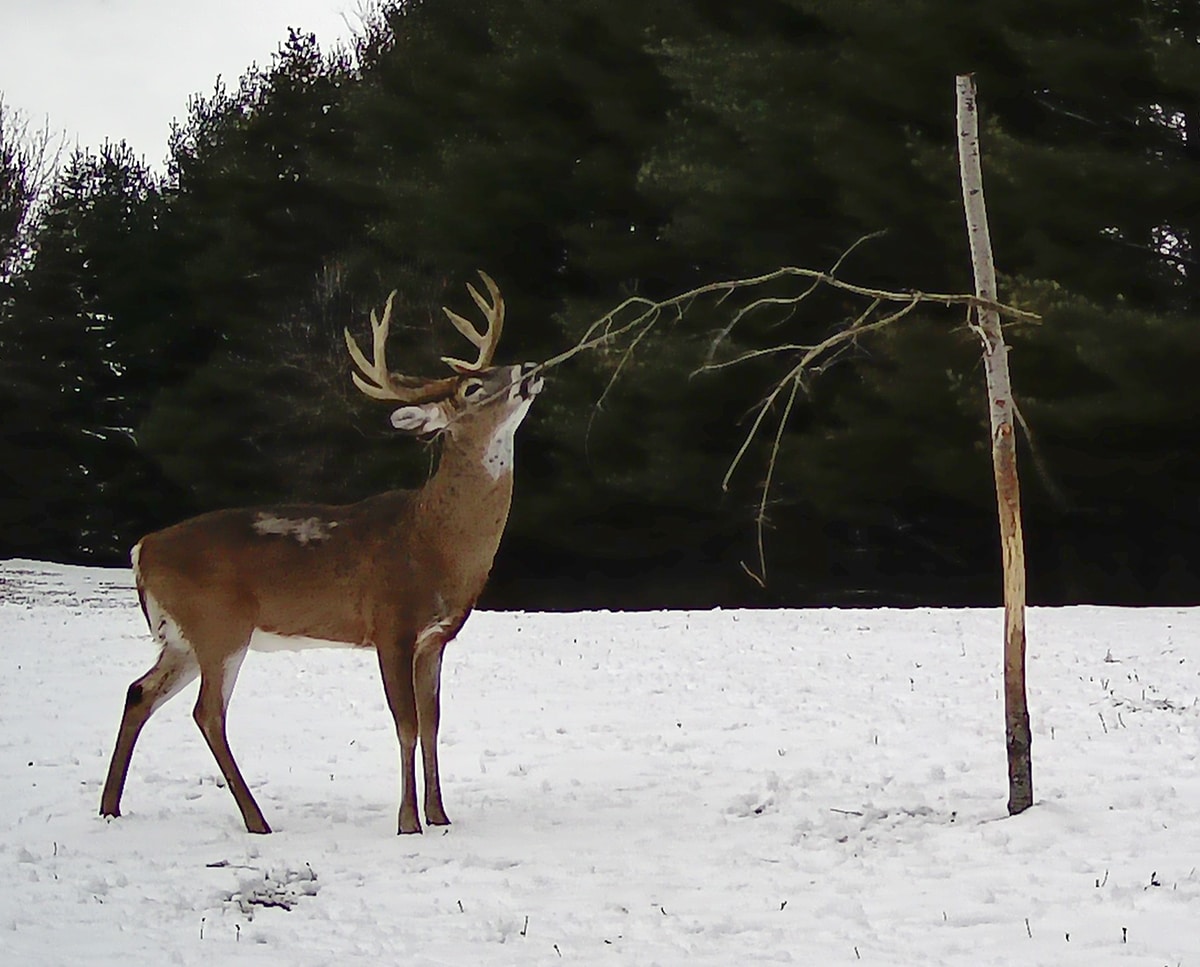 How to Build a Buck Rub Post | National Deer Association