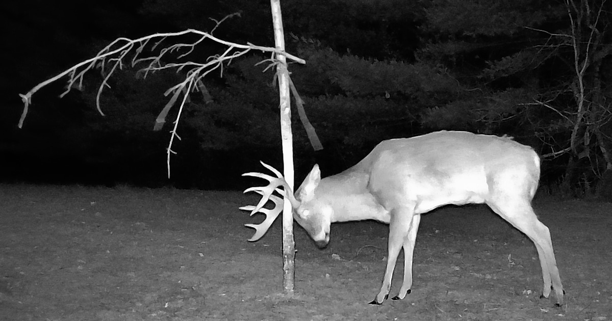 How to Build a Buck Rub Post | National Deer Association