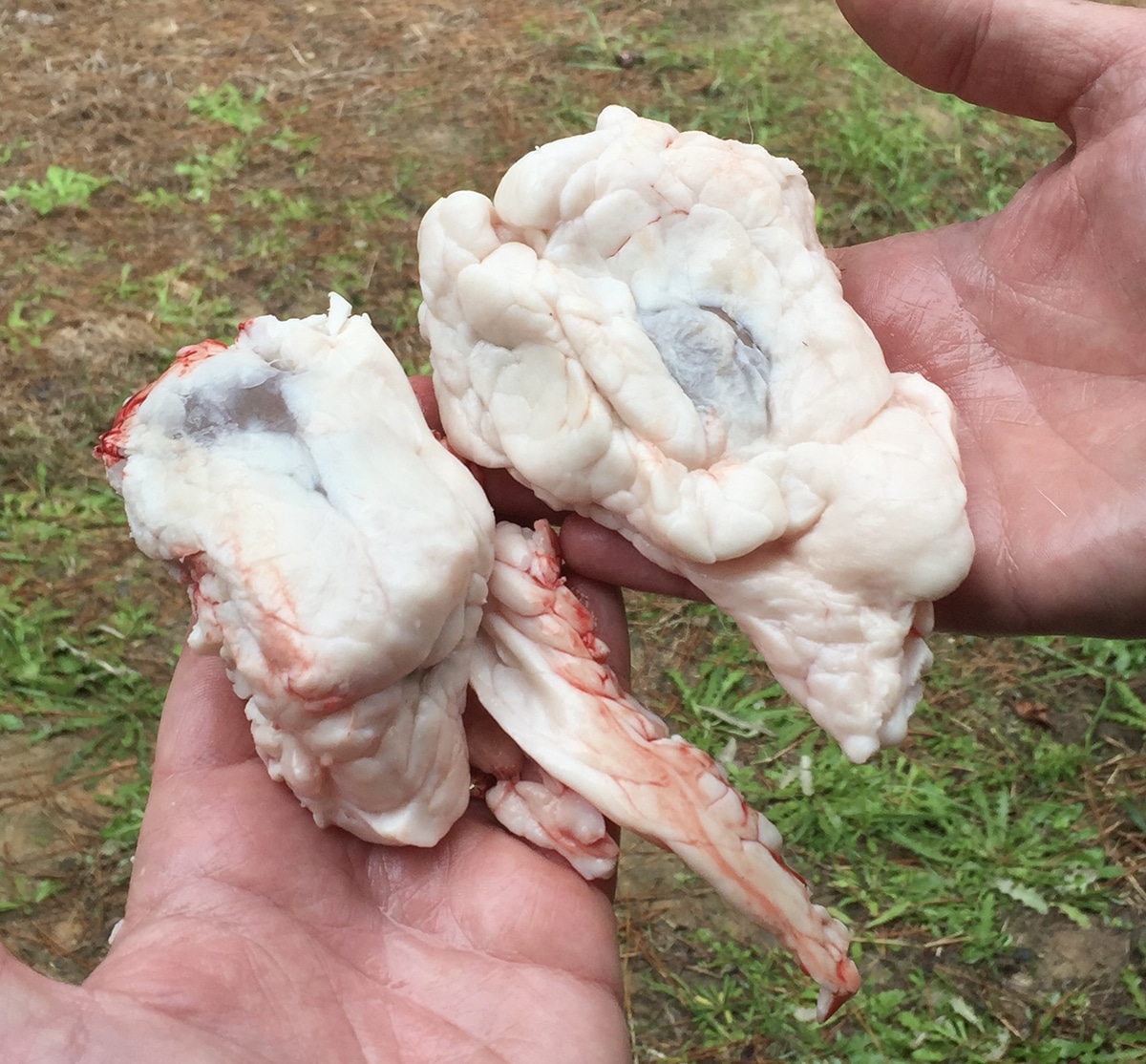 5 Simple Ways to Monitor Deer Herd Health