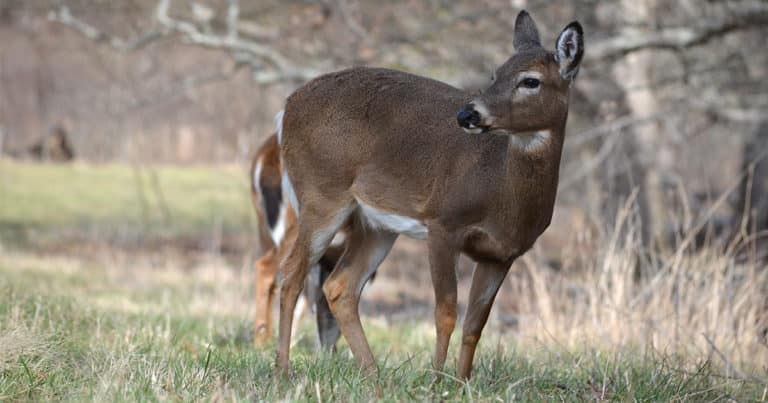 Scientists: Releasing Captive-Bred Deer to Fight CWD in Wild Deer Is ...