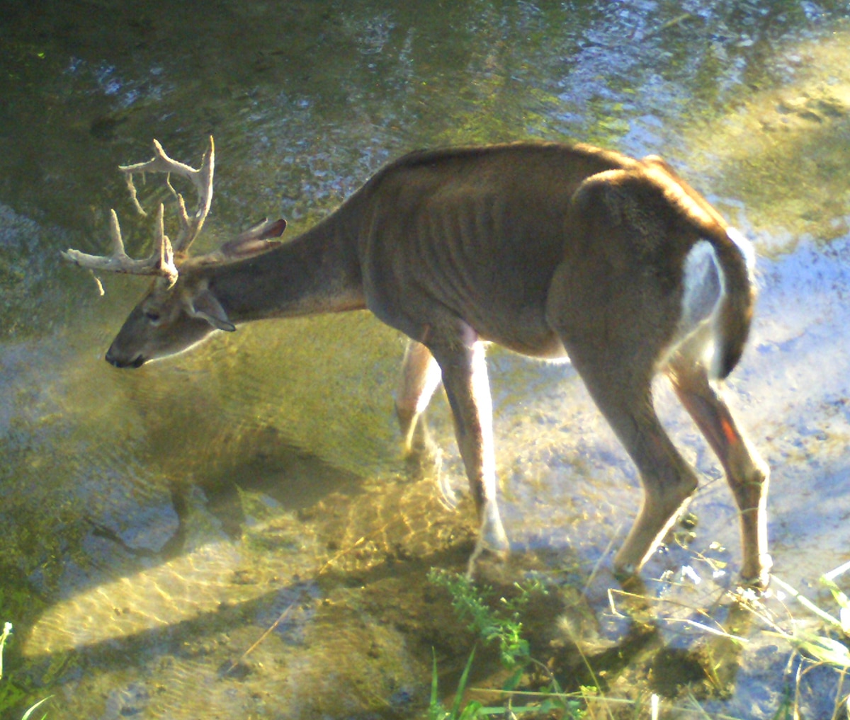 CWD is Ravaging My Family’s Land, But It’s Not Too Late for You