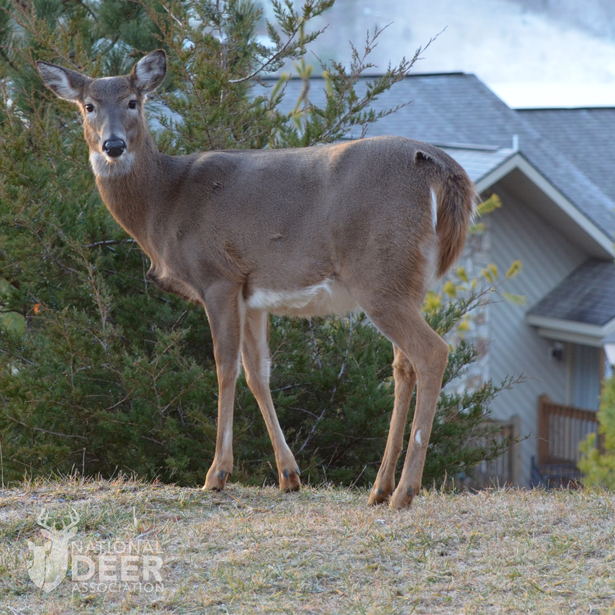 Urban Hunting Feature | National Deer Association