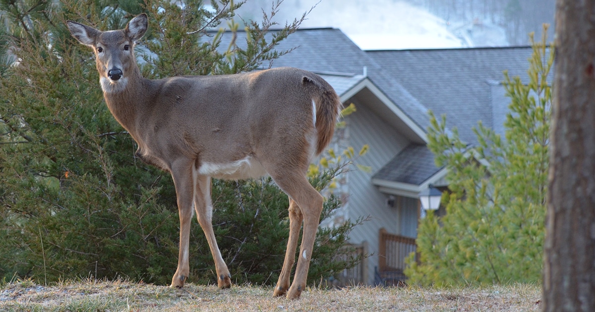 Lessons of Urban Deer Hunting I Learned the Hard Way