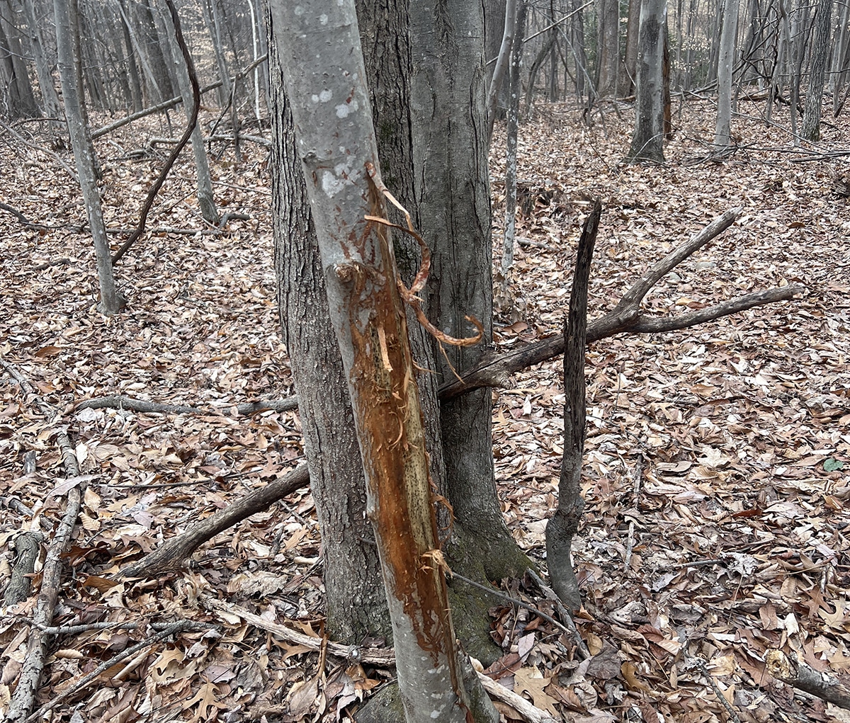 Lessons of Urban Deer Hunting I Learned the Hard Way