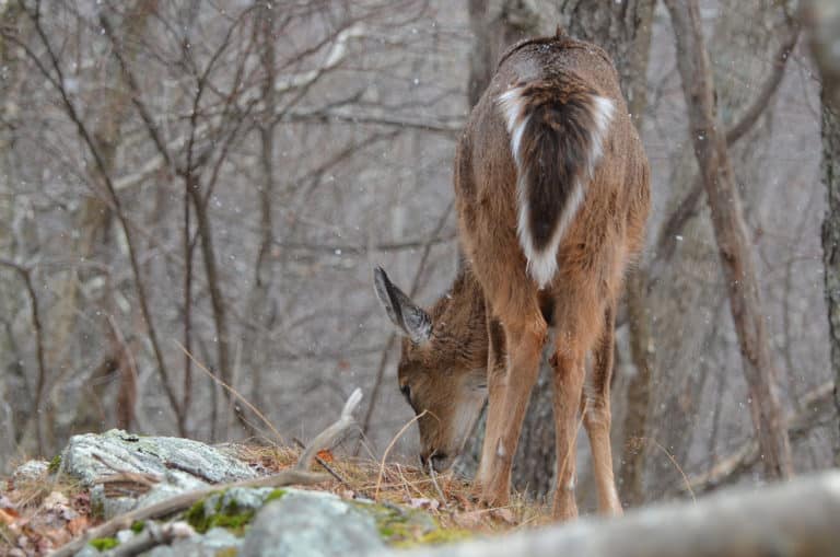 Why Do Deer Raise Their Tails When They Run?