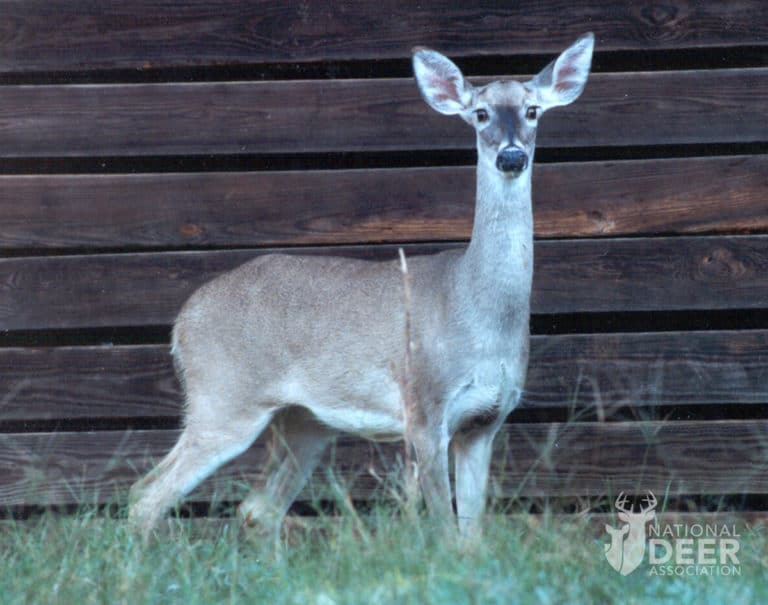 This “Frosty” Silver Buck Has Biologists Stumped. See the Photos.