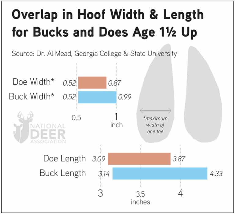 Bucks, Does, and Dewclaws: Clearing Up One of Hunting’s Biggest Myths