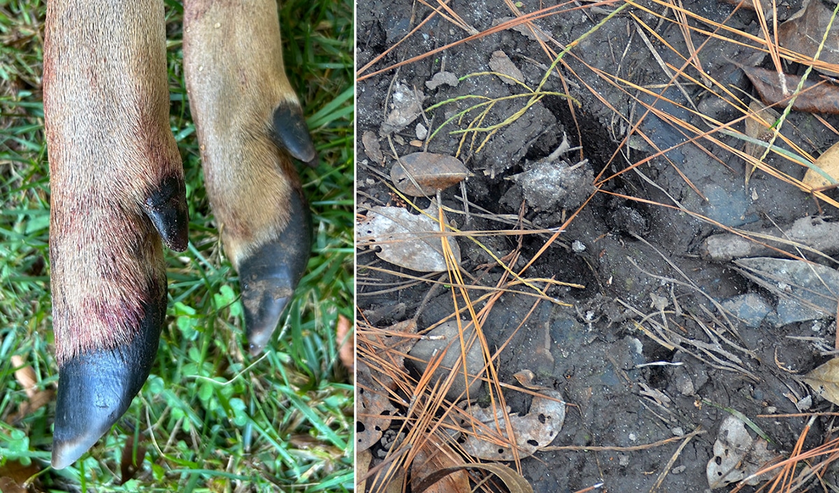 Bucks, Does, and Dewclaws: Clearing Up One of Hunting’s Biggest Myths