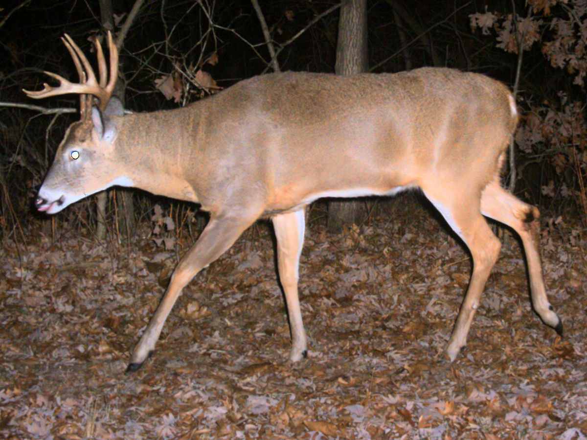 Bucks, Does, and Dewclaws: Clearing Up One of Hunting’s Biggest Myths