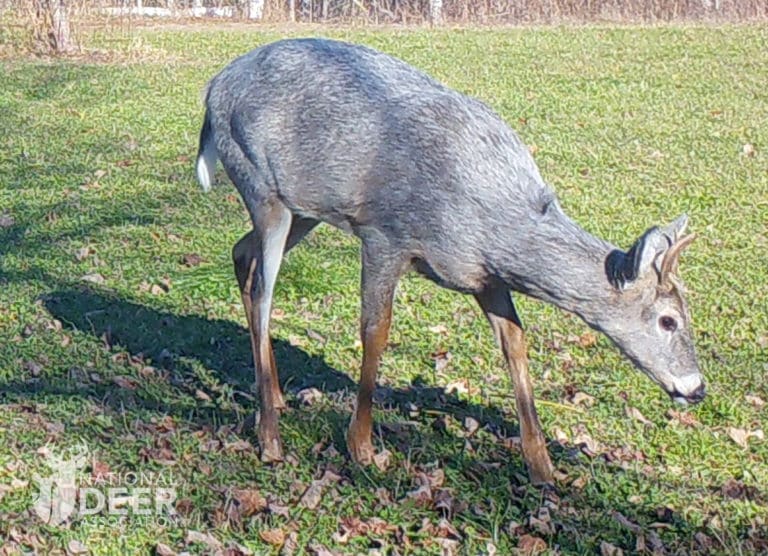 This “Frosty” Silver Buck Has Biologists Stumped. See the Photos.
