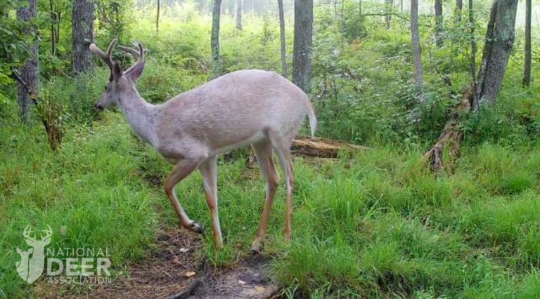 This “Frosty” Silver Buck Has Biologists Stumped. See the Photos.