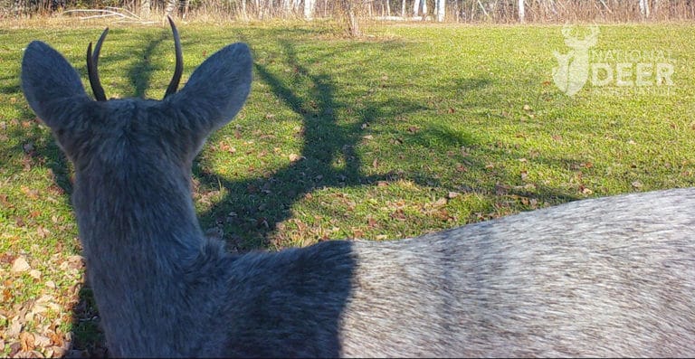 This “Frosty” Silver Buck Has Biologists Stumped. See the Photos.