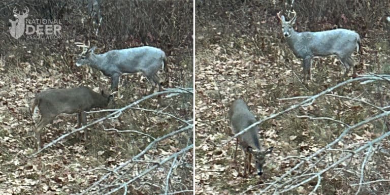 This “Frosty” Silver Buck Has Biologists Stumped. See the Photos.