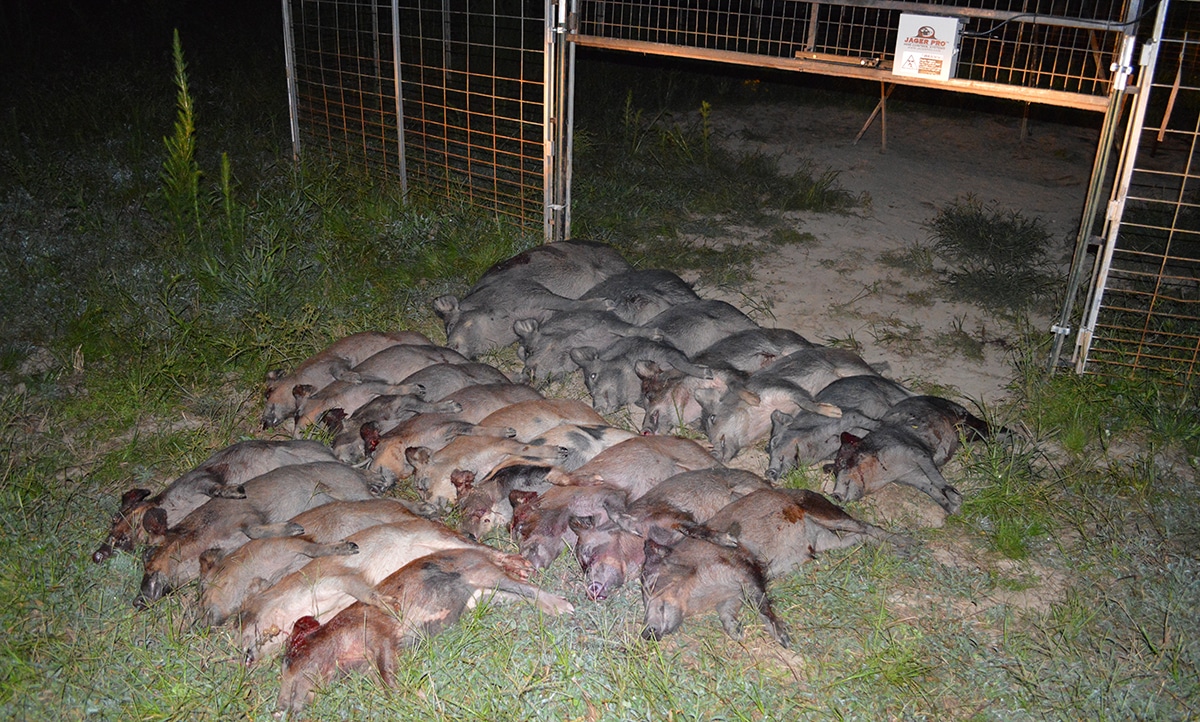 Feral Hog Trapping Tips to Help You Smoke Whole Sounders