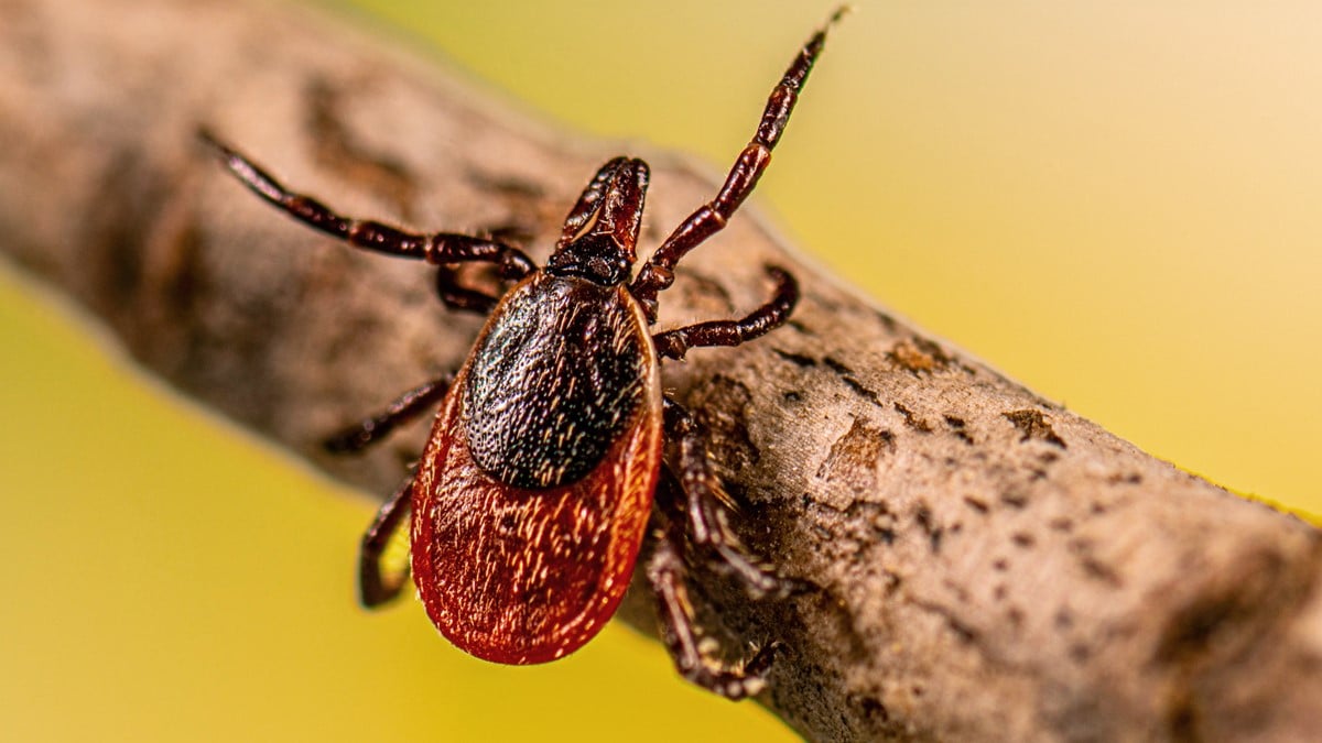 Tick-Borne Diseases Are Spreading. The Latest Science Can Help Deer ...