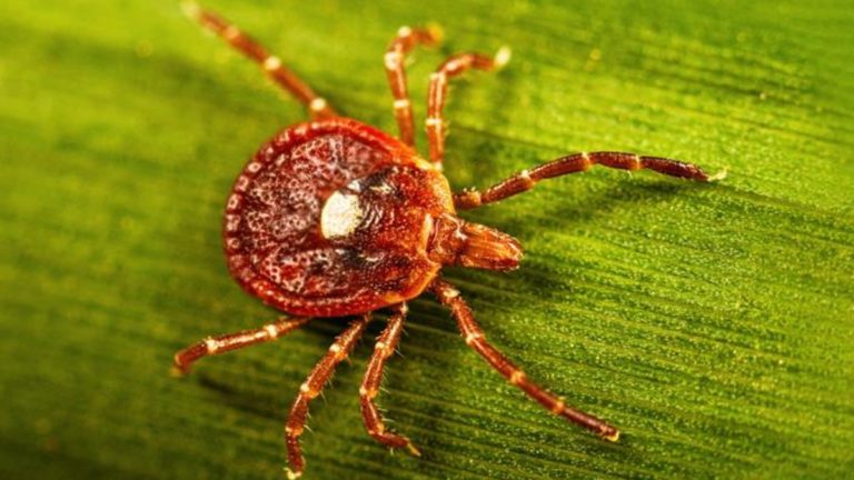 Lone Star Tick Cdc | National Deer Association