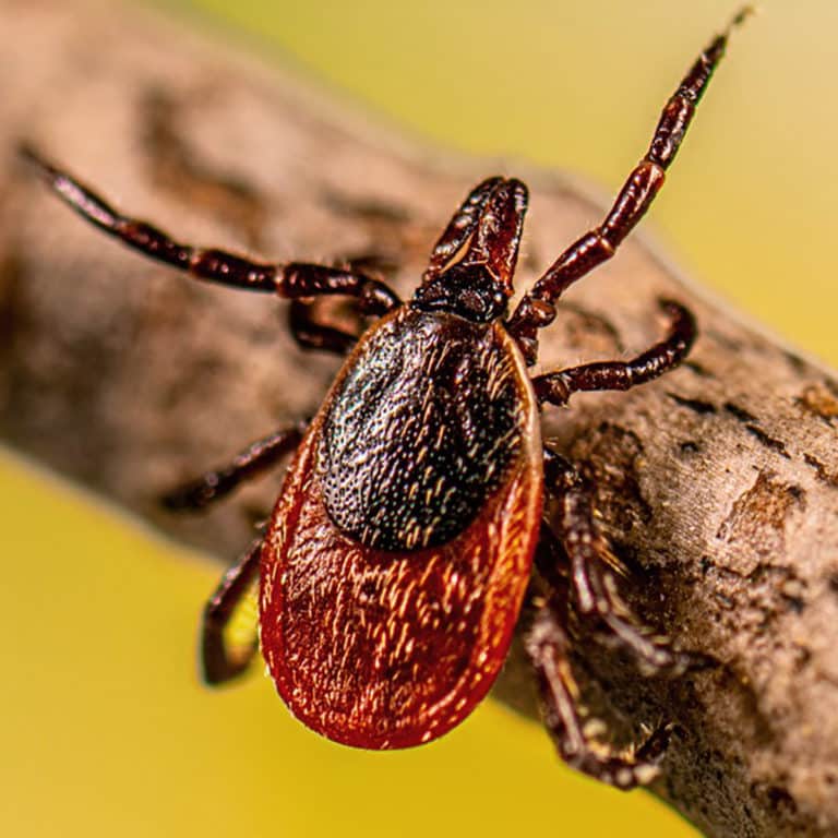 Tick Feature | National Deer Association